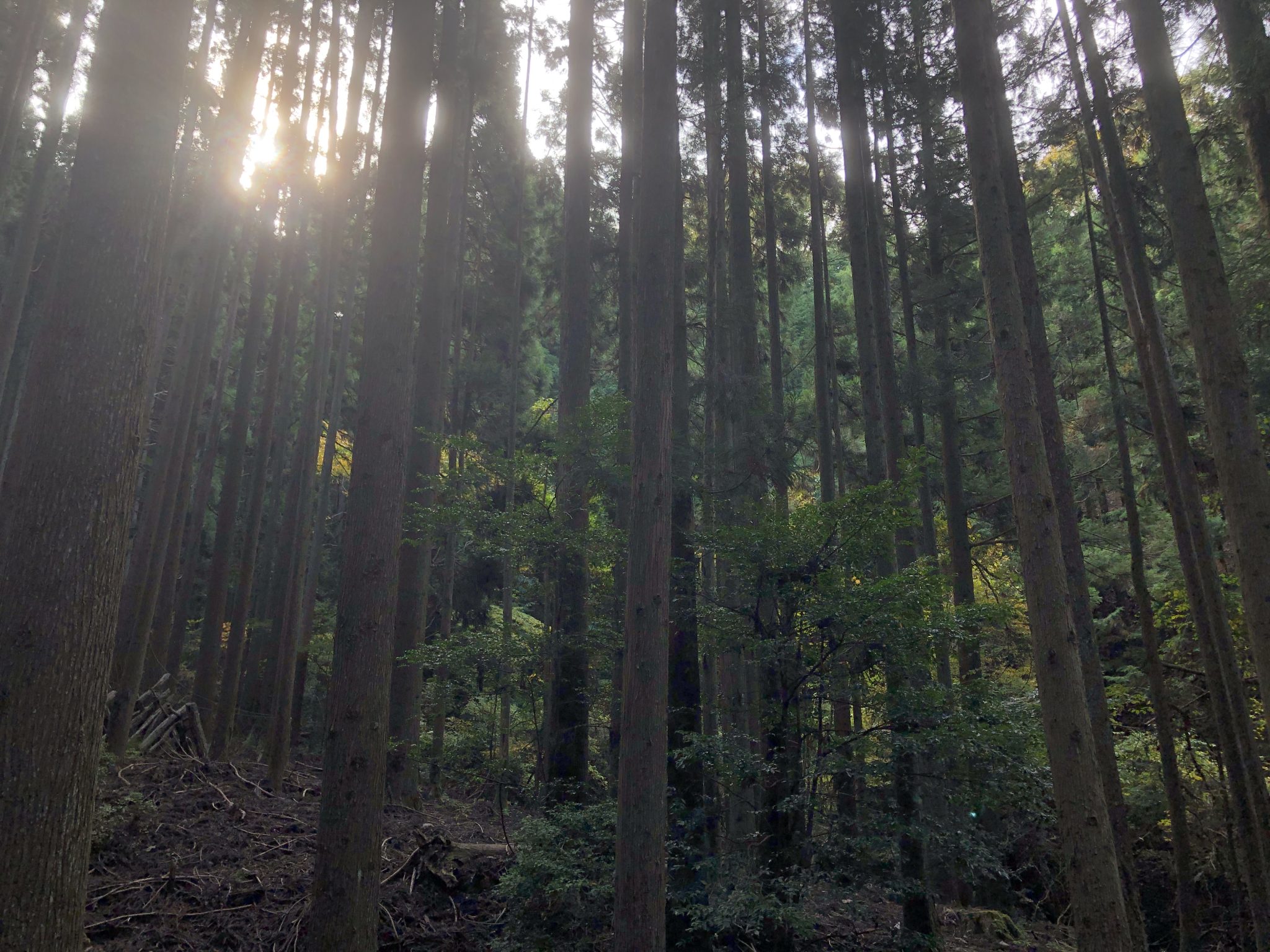 [Dev Blog] Bayonetta Origins: Behind the Sound Design - PlatinumGames ...